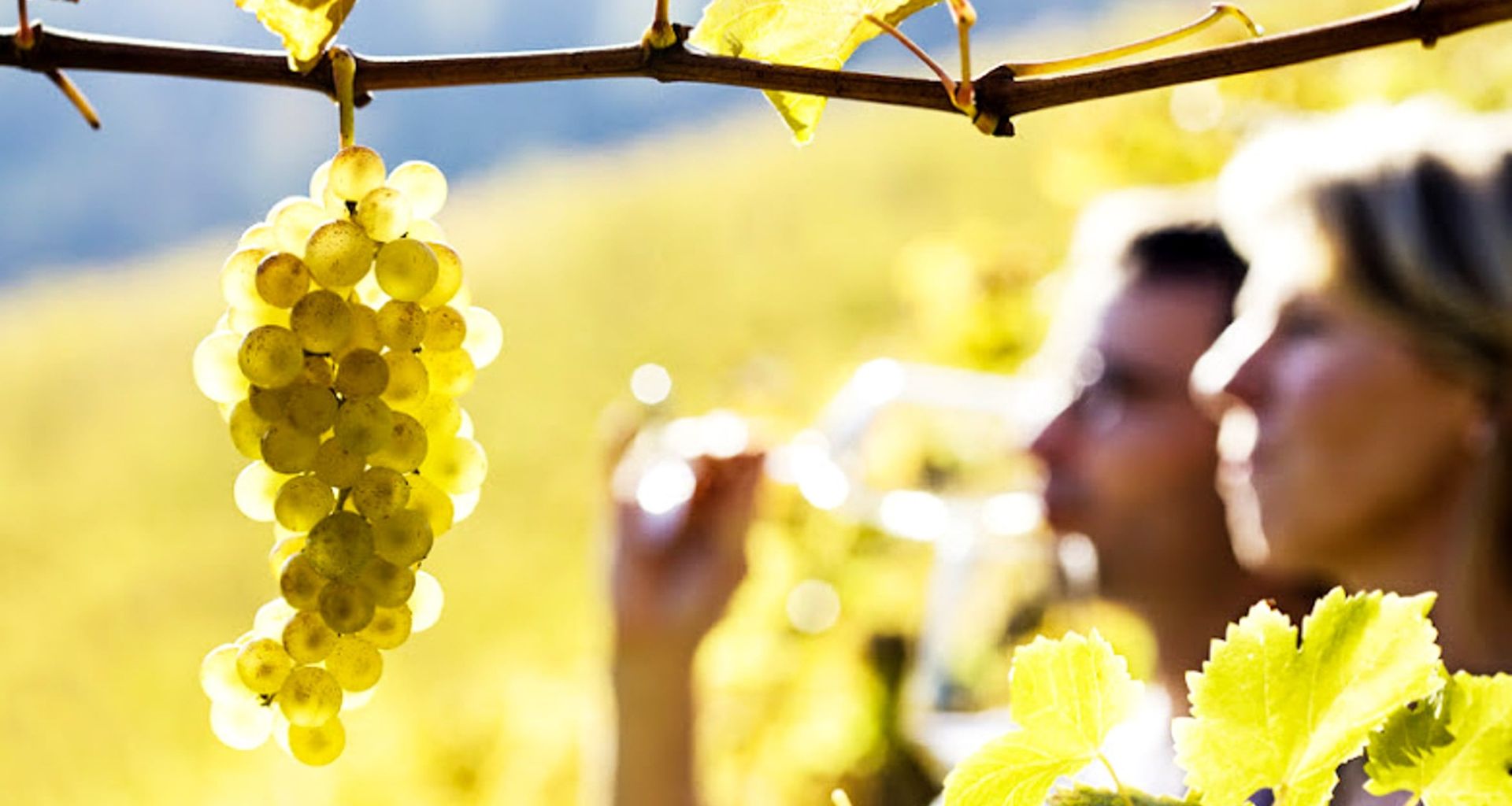 Get to know the Chilean Wines | 4* & 5* Wine Tour