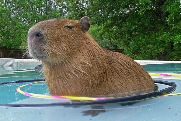 pet capybara